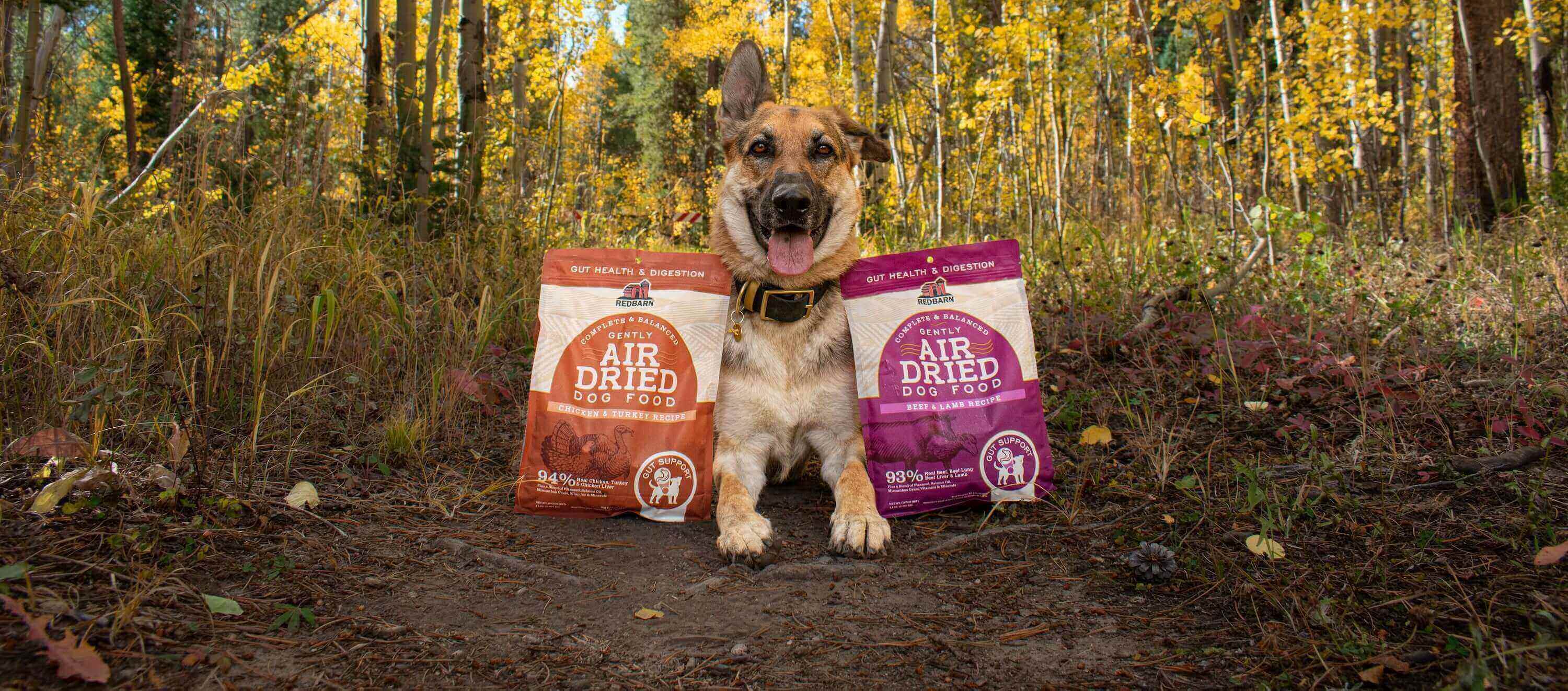 The Importance of Your Dog's Gut Health